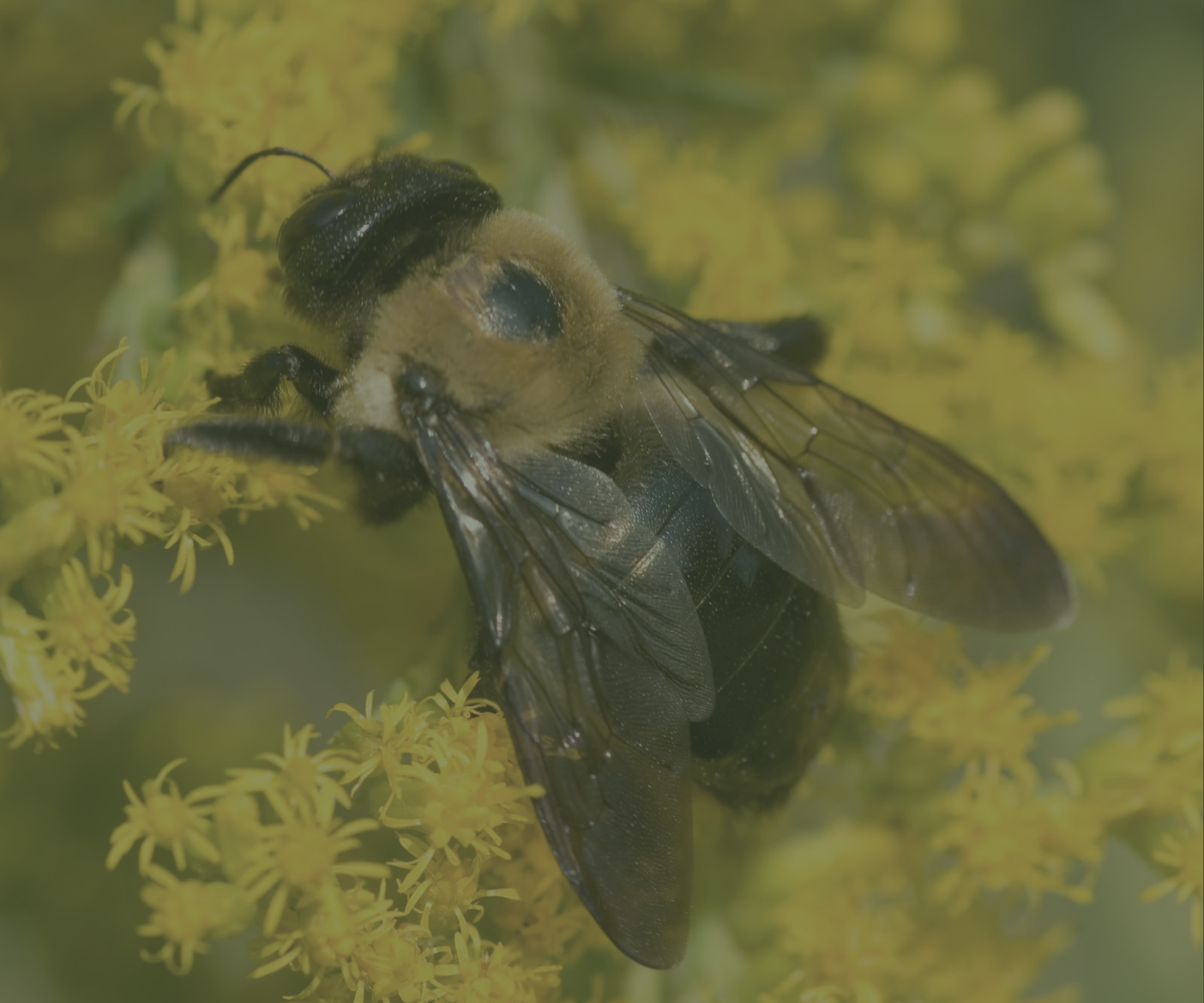 About the Carpenter Bee Extermination Process